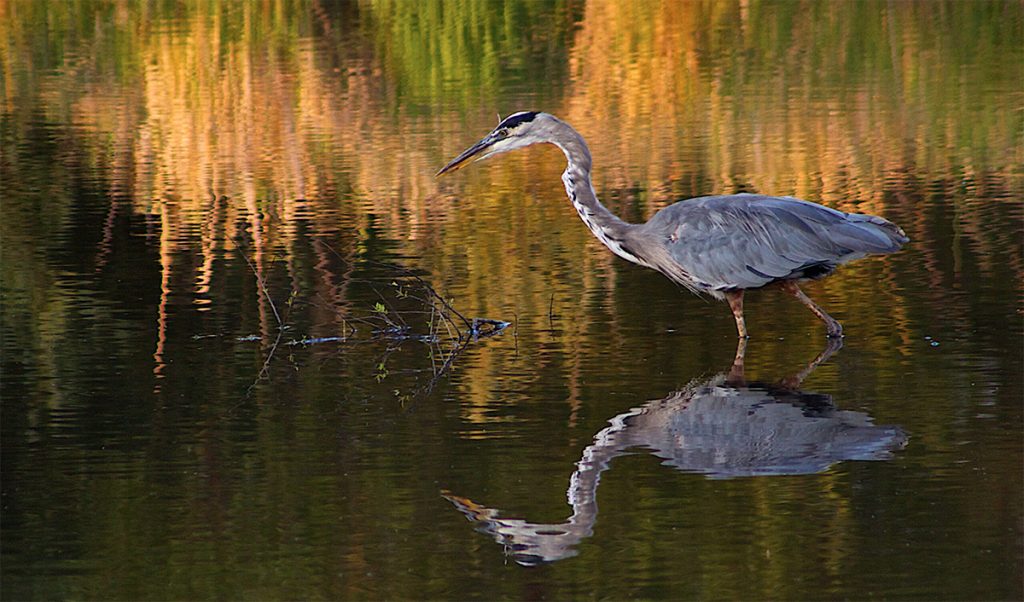 How to eat fish? Great blue herons have an answer - Metro Parks ...