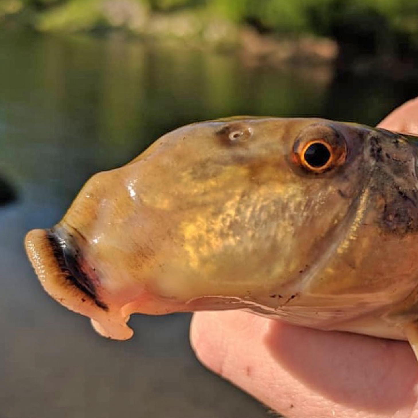 Pucker Up to Fishy Lips - Metro Parks - Central Ohio Park System