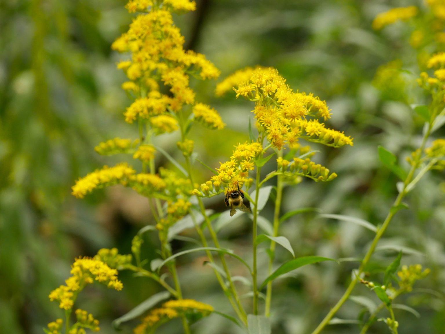 Bugs and Blooms - Metro Parks - Central Ohio Park System