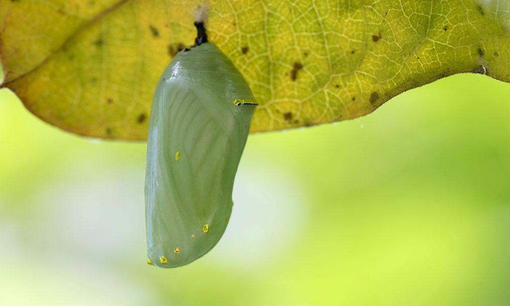 From egg to adult: Monarch butterflies - Metro Parks - Central Ohio Park System