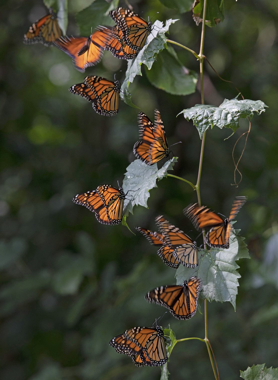 From egg to adult: Monarch butterflies - Metro Parks - Central Ohio ...