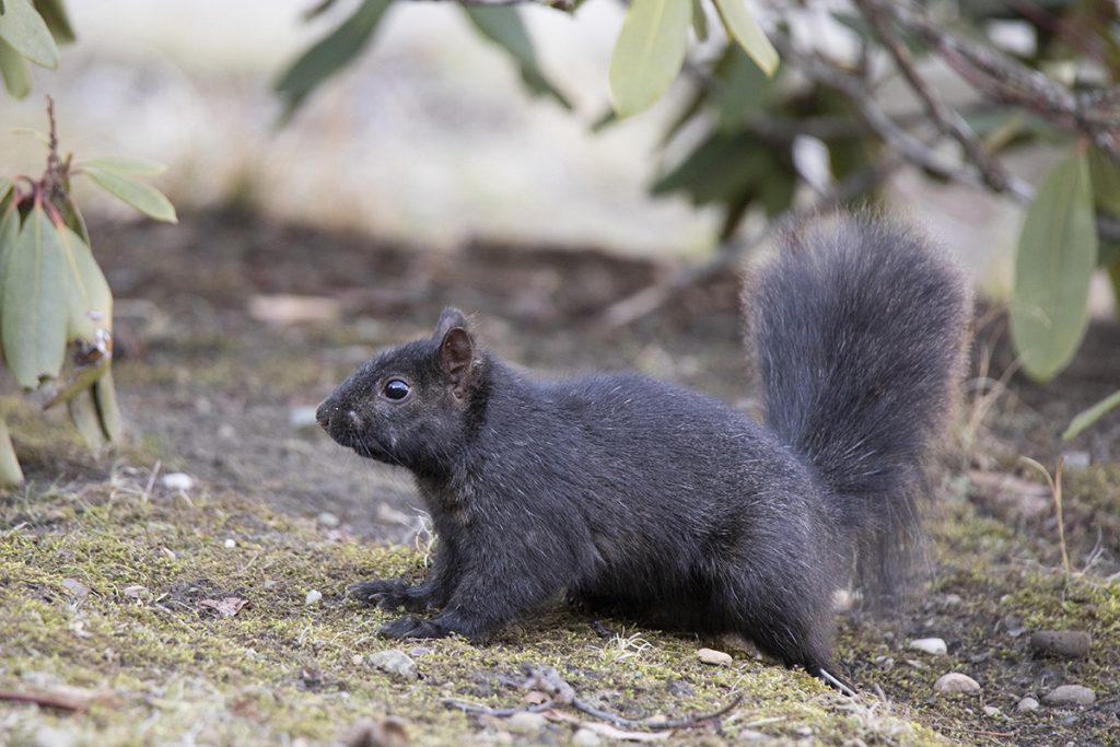 Gray, black, and white squirrels - what's the deal? - Metro Parks - Central Ohio Park System