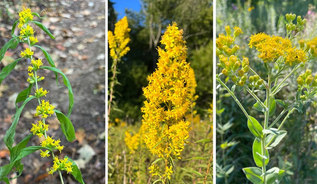 Goldenrods Galore! - Metro Parks - Central Ohio Park System