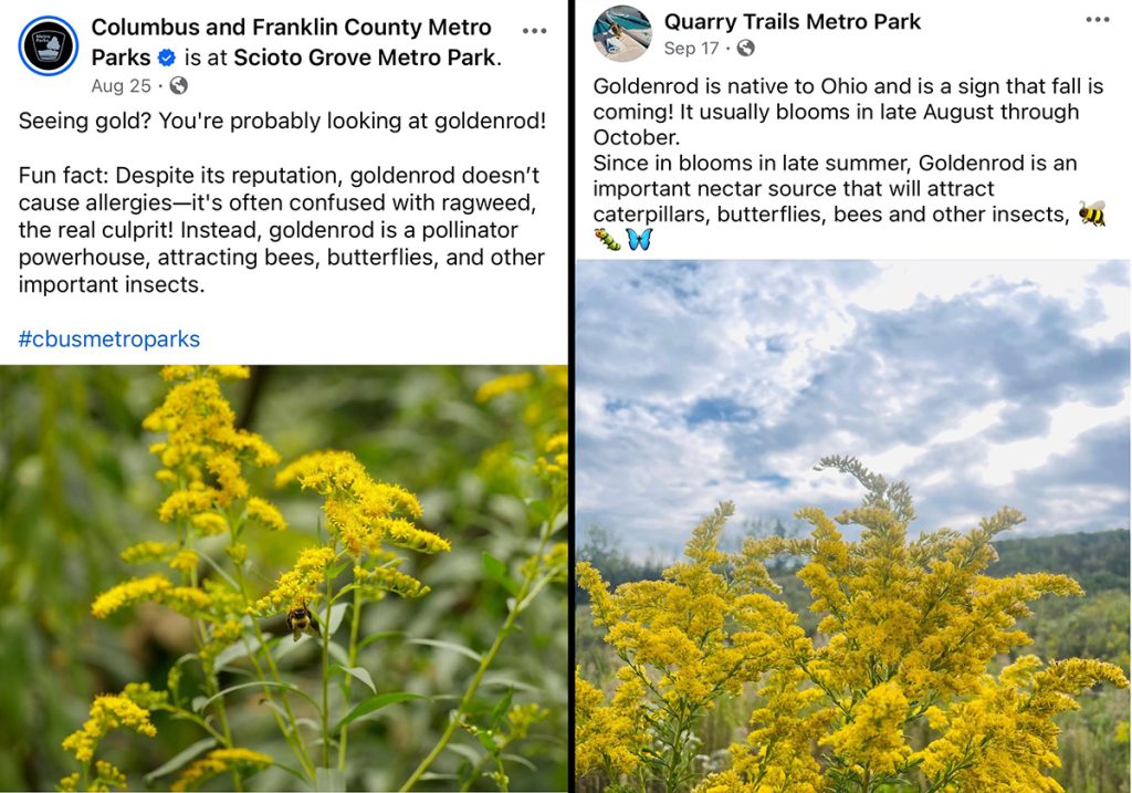 Goldenrods Galore! - Metro Parks - Central Ohio Park System