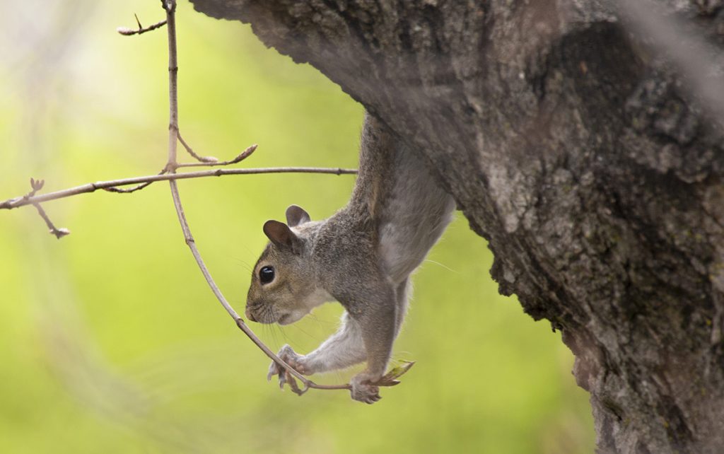 Gray, black, and white squirrels - what's the deal? - Metro Parks ...