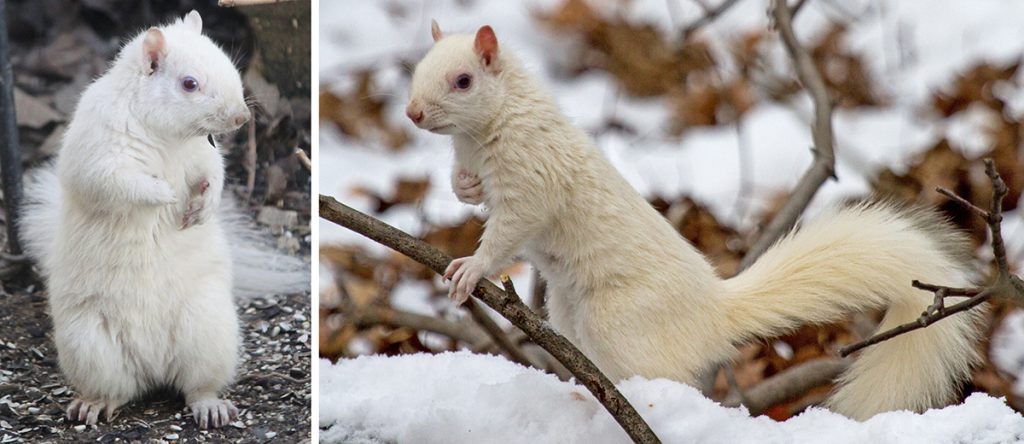 Gray, black, and white squirrels - what's the deal? - Metro Parks - Central Ohio Park System
