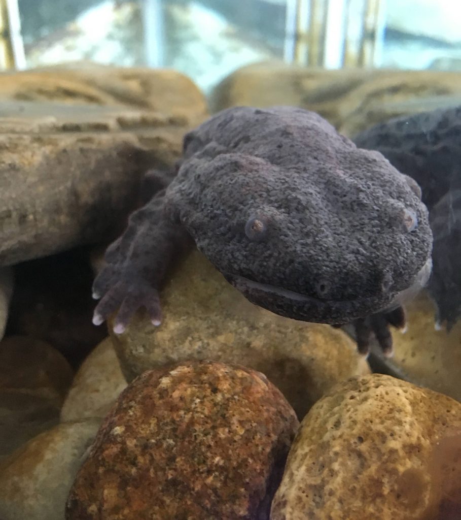 Hellbenders are Real - Metro Parks - Central Ohio Park System