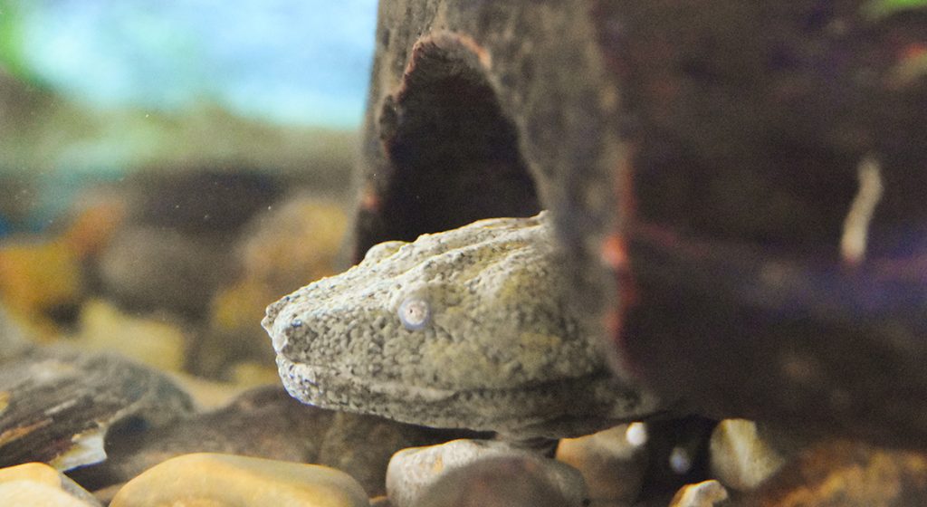 Hellbenders are Real - Metro Parks - Central Ohio Park System