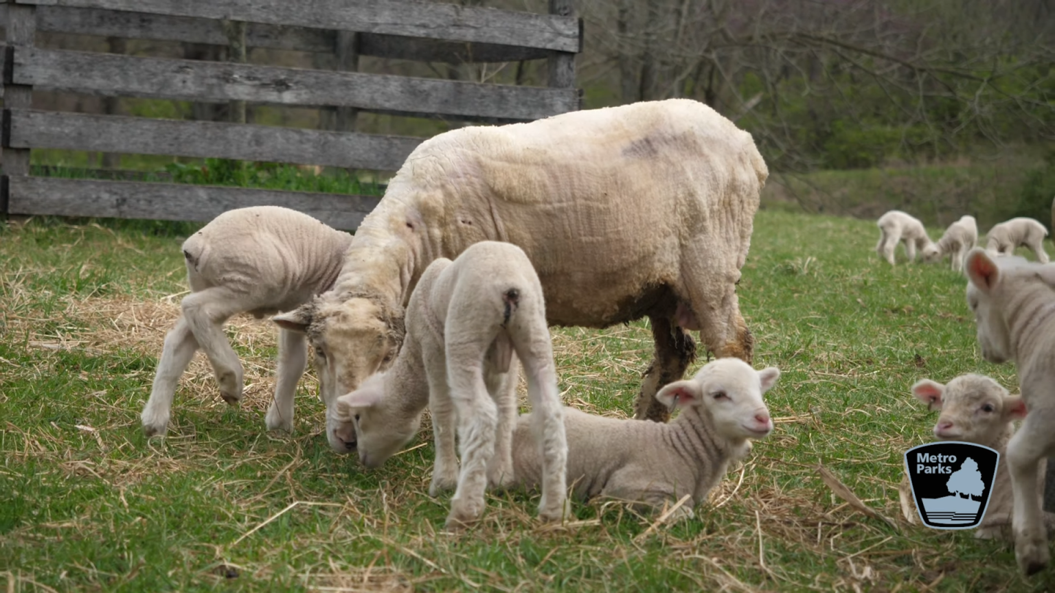 Tim Talks: Visit Slate Run Farm - Metro Parks - Central Ohio Park System