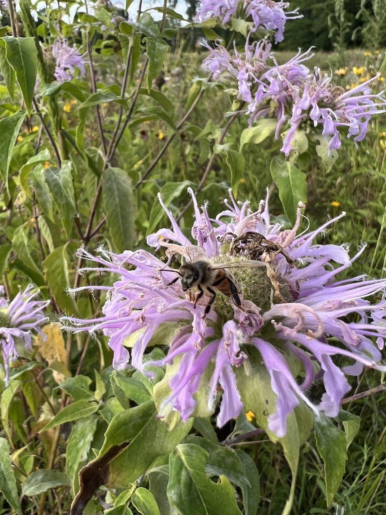 A Win for Native Plants - Metro Parks - Central Ohio Park System
