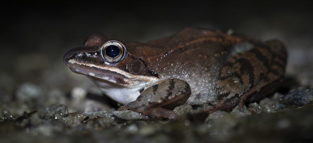 From Egg to Adult: the Wood Frog - Metro Parks - Central Ohio Park System
