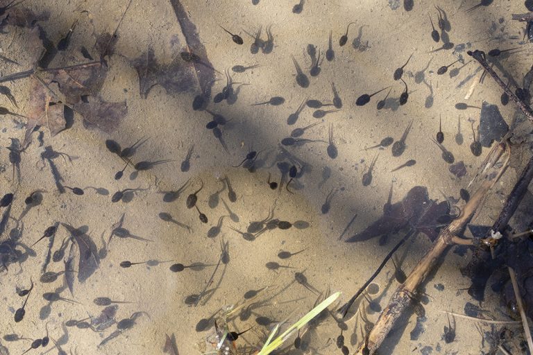From Egg to Adult: the Wood Frog - Metro Parks - Central Ohio Park System