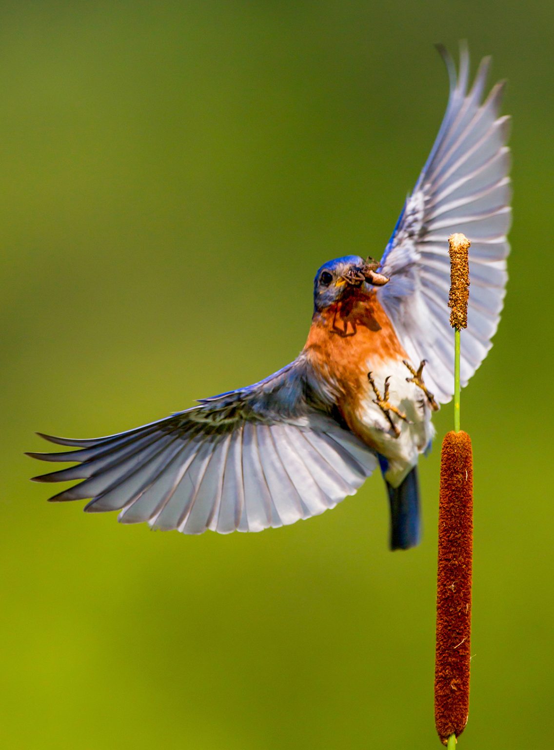 Metro Parks plays an important part in bluebird conservation - Metro ...