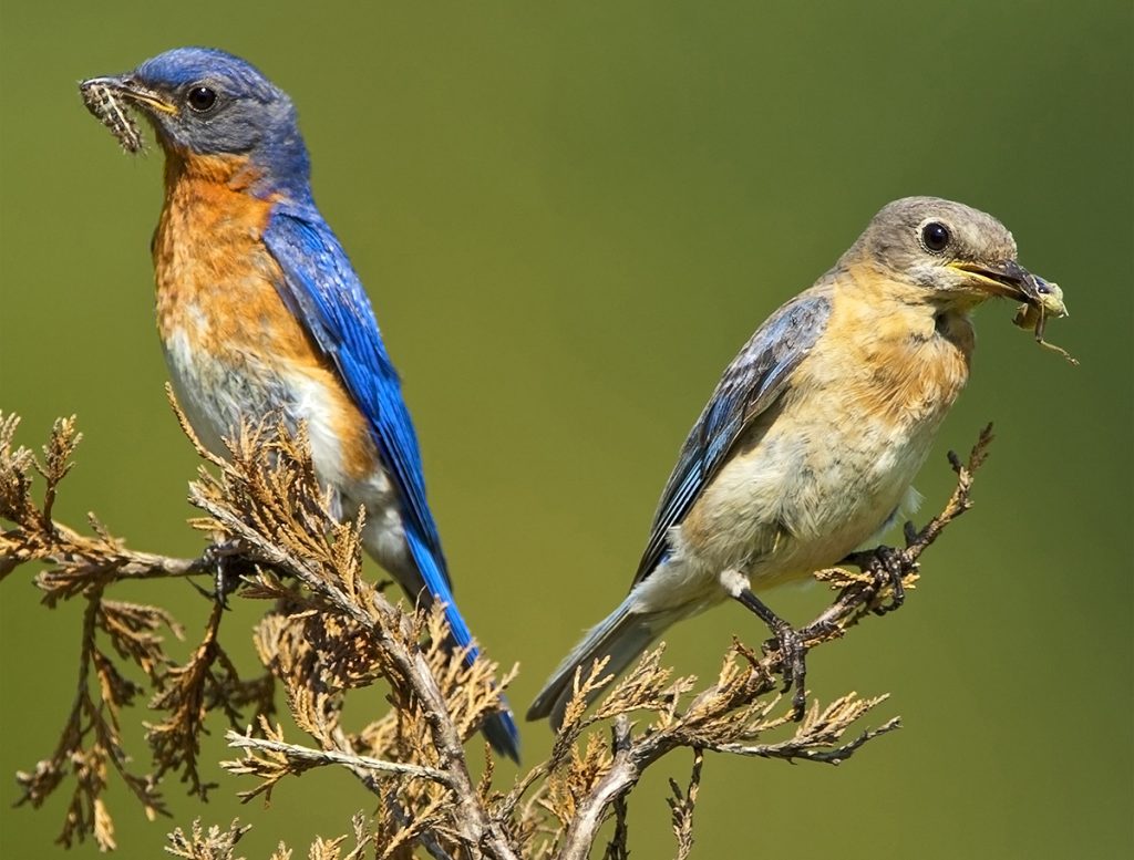 Metro Parks plays an important part in bluebird conservation - Metro ...