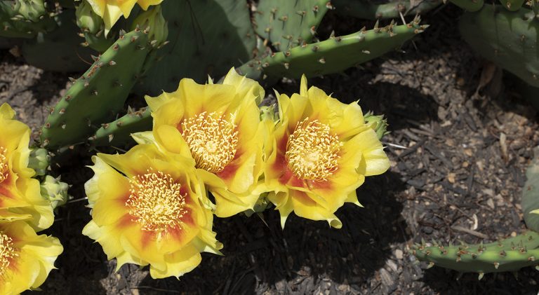 Ohio's edible would-be citruses - mayapple and prickly pear - Metro ...