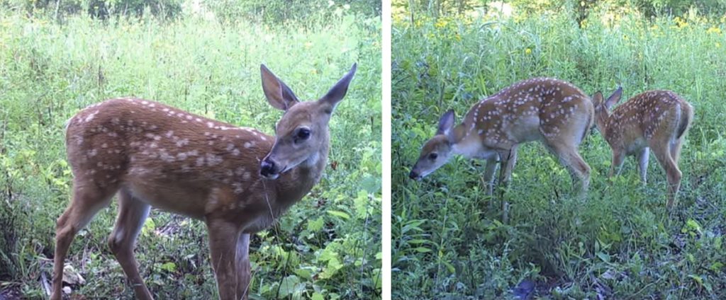 The Quiet Emergence of a Fawn: A Journey of Innocence and Growth ...