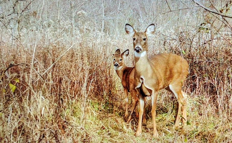 The Quiet Emergence of a Fawn: A Journey of Innocence and Growth ...