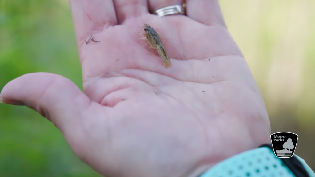 Wander & Wonder: Insects - Metro Parks - Central Ohio Park System