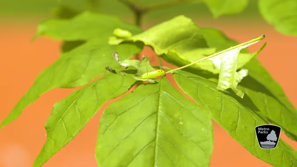 Wander & Wonder: Insects - Metro Parks - Central Ohio Park System