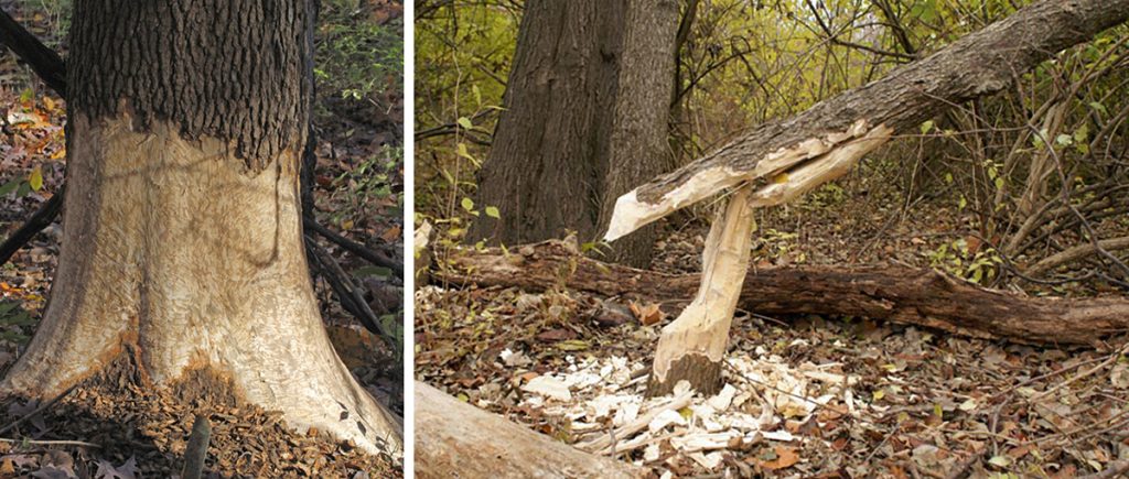 All About… Beavers - Metro Parks - Central Ohio Park System