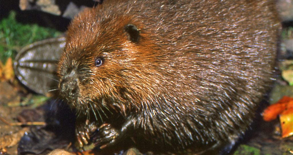 All About… Beavers - Metro Parks - Central Ohio Park System