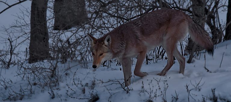 All About… Coyotes - Metro Parks - Central Ohio Park System