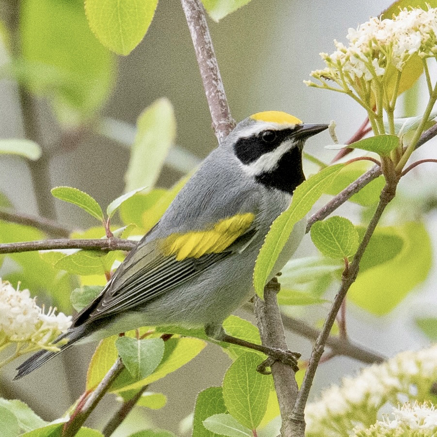 2025 Resource Management Annual Biotic Survey Highlights - Metro Parks ...