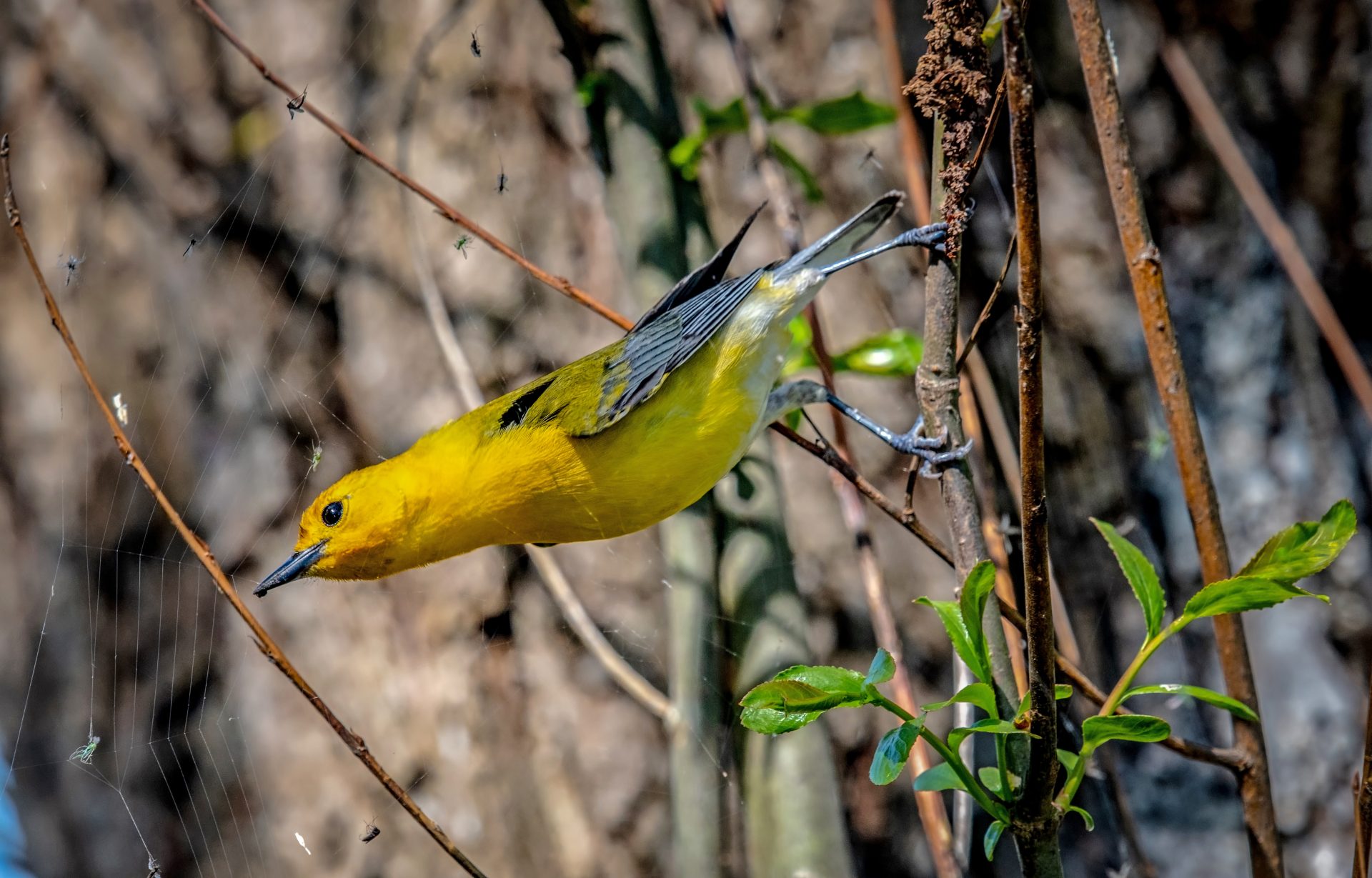 2025 Resource Management Annual Biotic Survey Highlights - Metro Parks ...