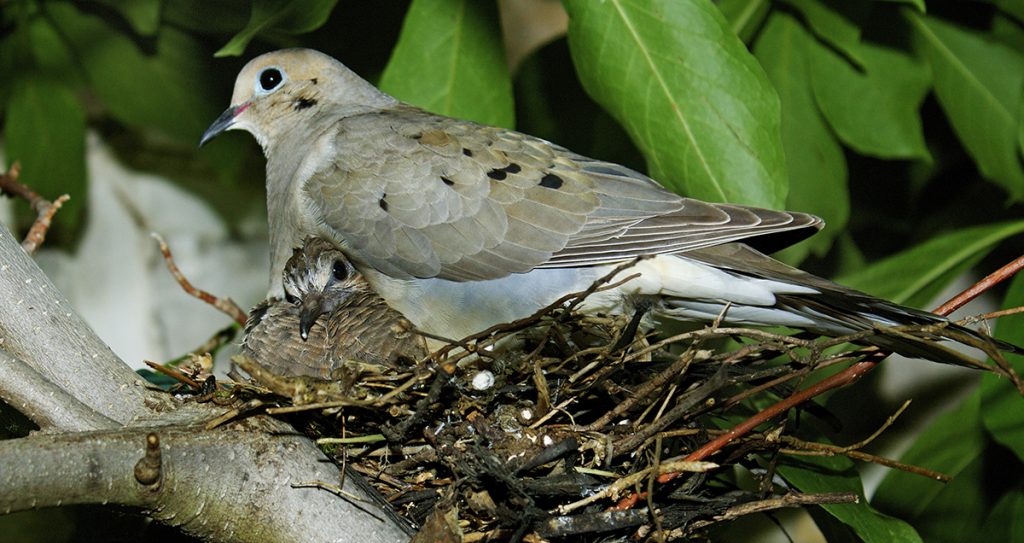 Helping nesting birds - Metro Parks - Central Ohio Park System